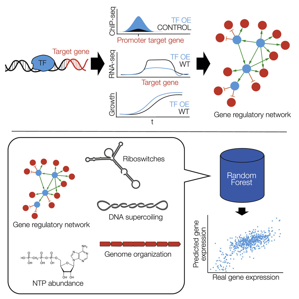 Determination of the gene regulatory network of a genome-reduced ...